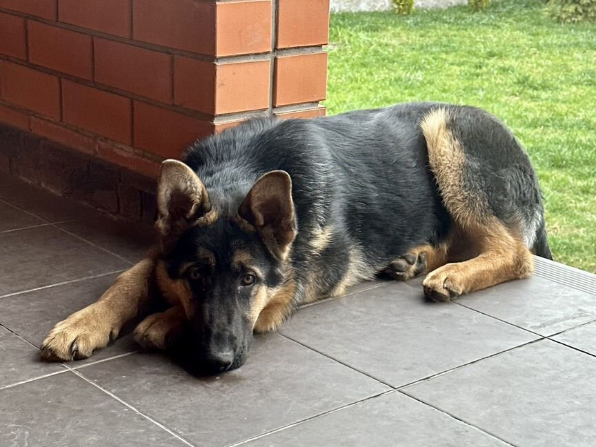 Немецкая овчарка щенок 5 мес