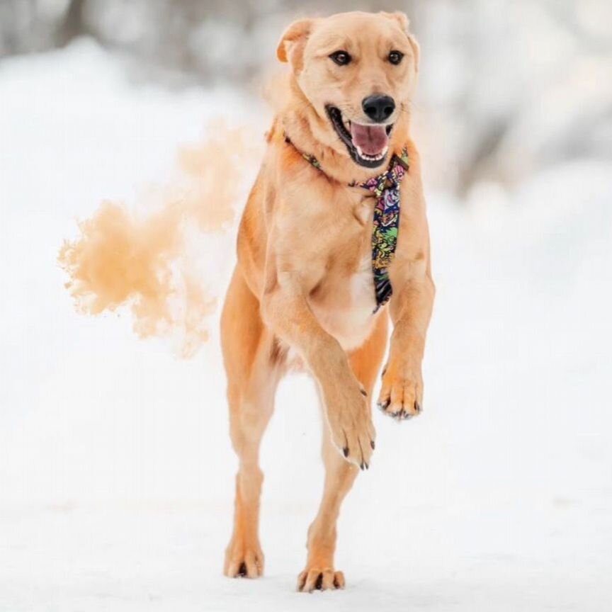Взрослый пёс в добрые руки