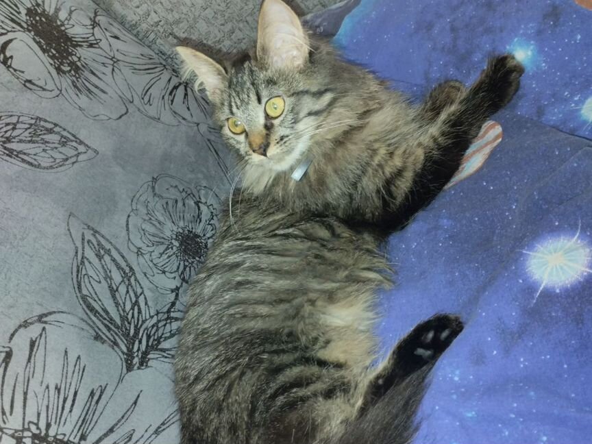 Кошки мейн-кун продам