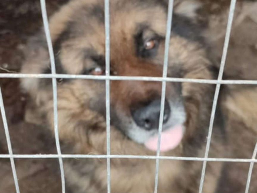 Кобелек бесплатно