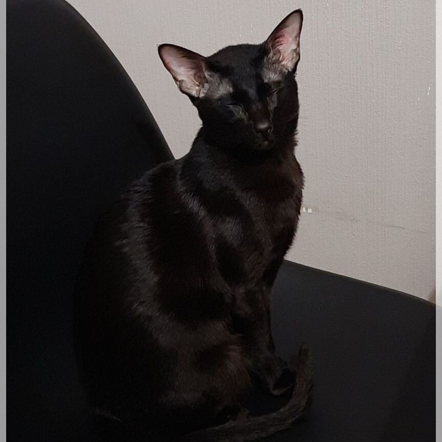 Ориентальный кот, вязка