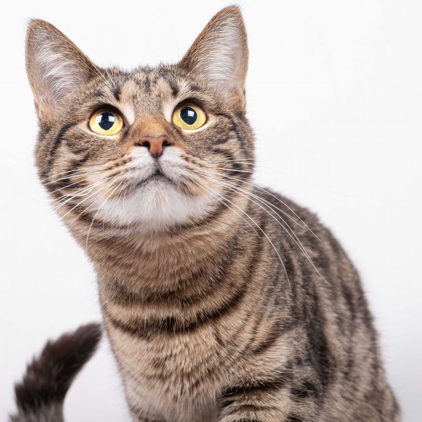 Кошка Глория в добрые руки