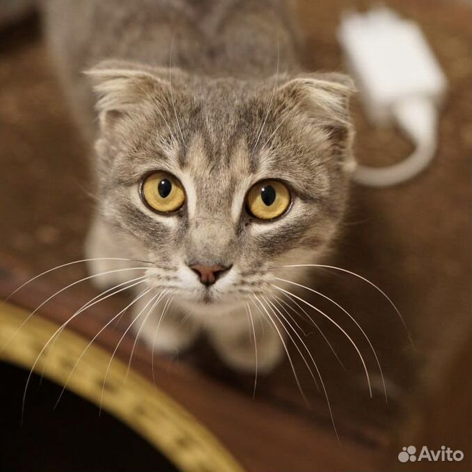 Фиона ищет дом