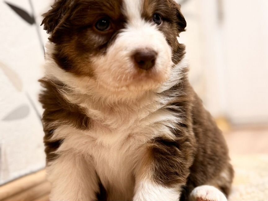 Мальчик красный триколор австралийская овчарка