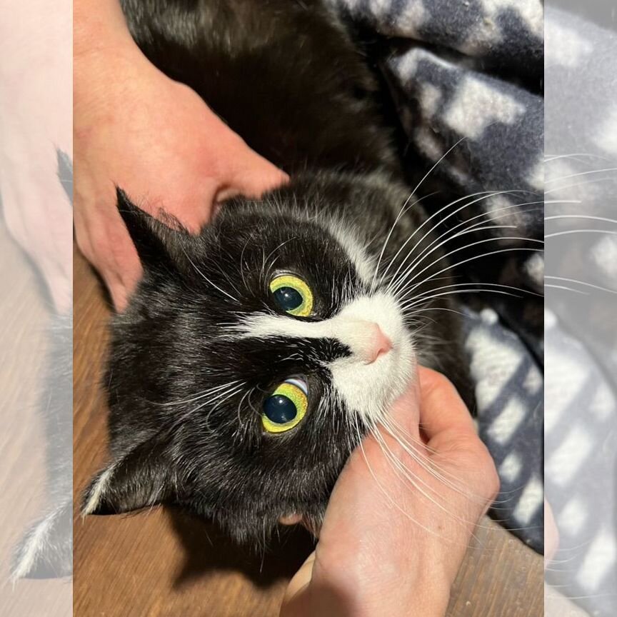 Взрослая, кошка в добрые руки