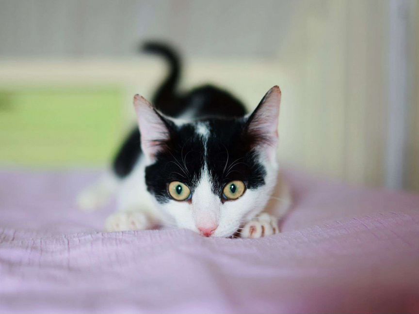 Глазастый котёнок в добрые руки