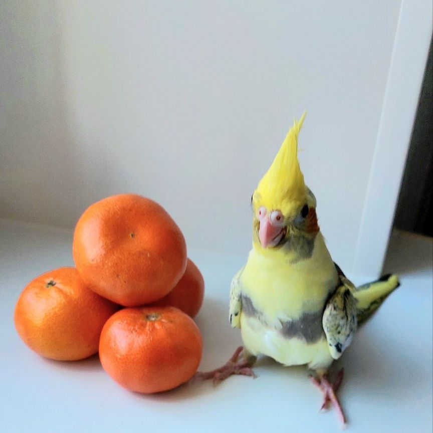 Птенец кореллы Арахис бронь до понедельника