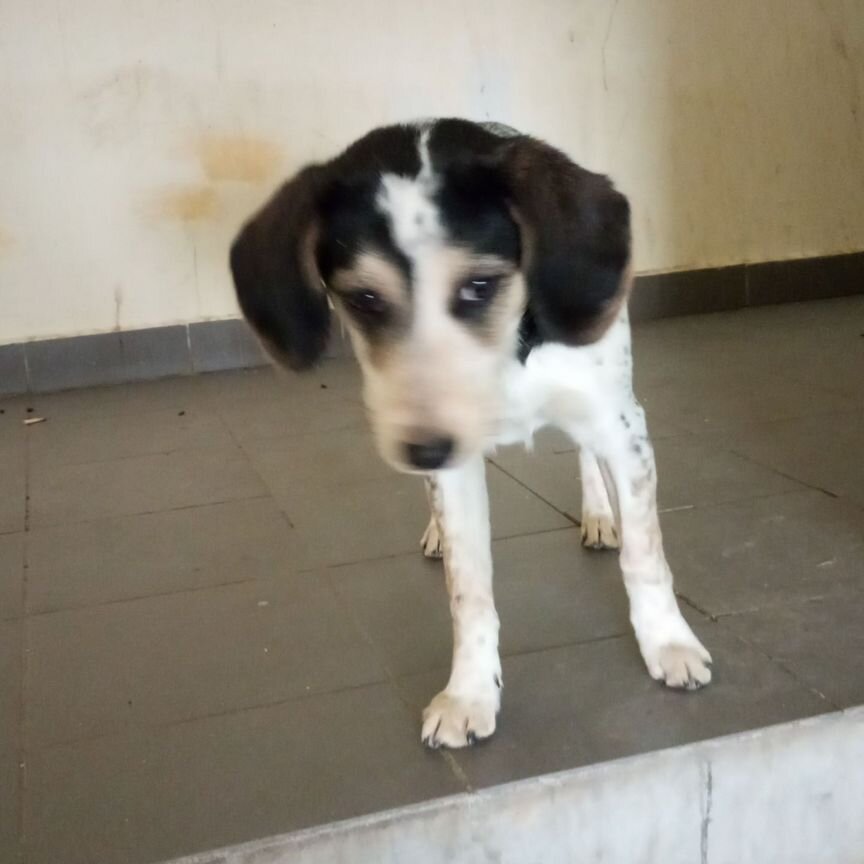 Собака добрая, милая