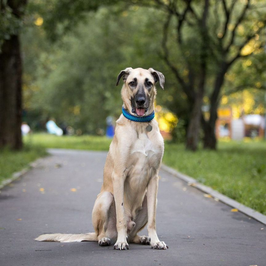Собака в добрые руки отдам бесплатно