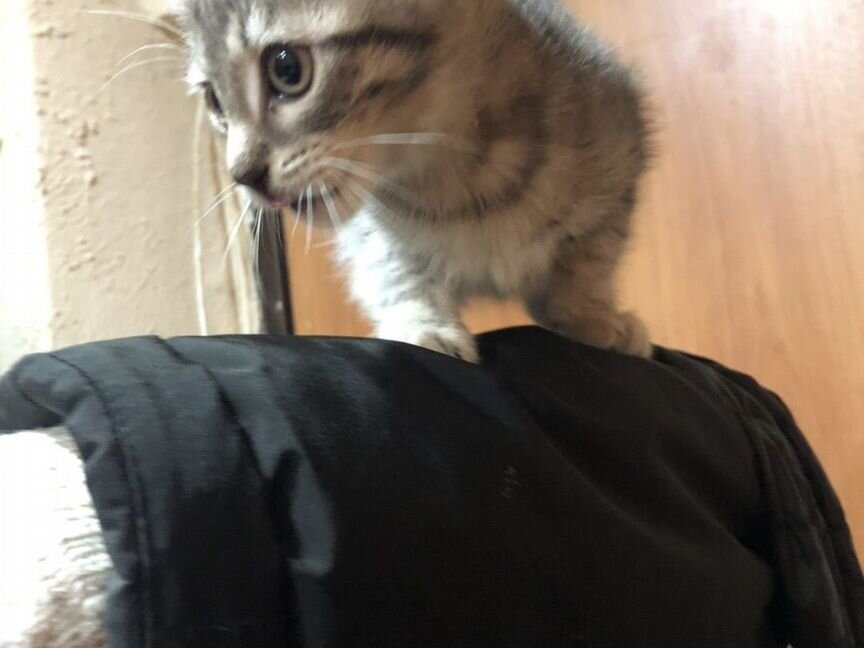 Котенок