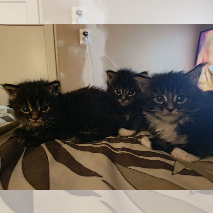 Мейн-кун котёнок