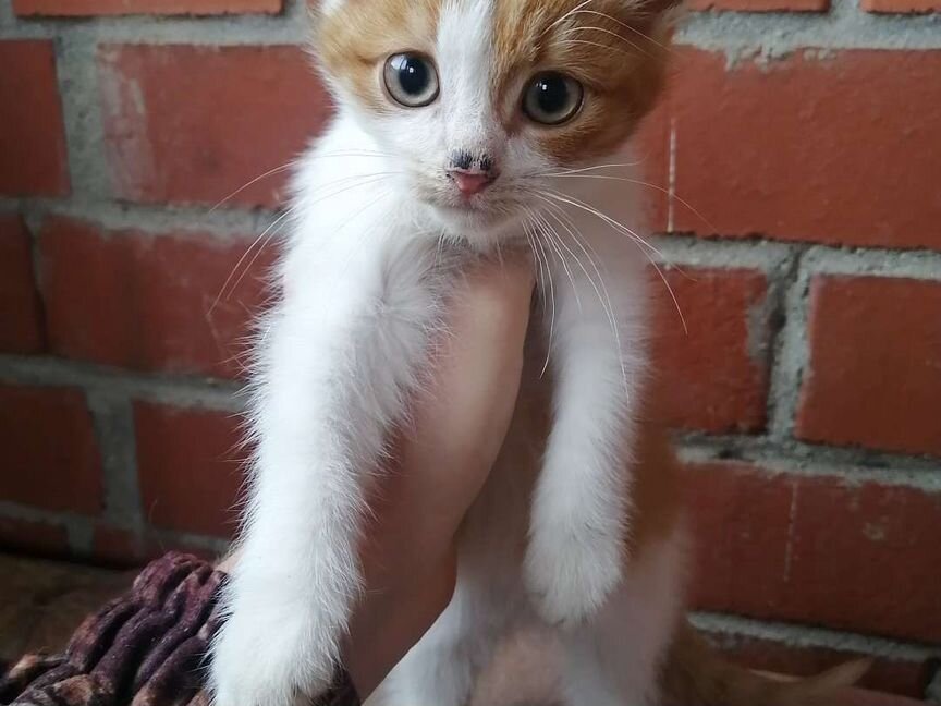 Кошки в добрые руки бесплатно