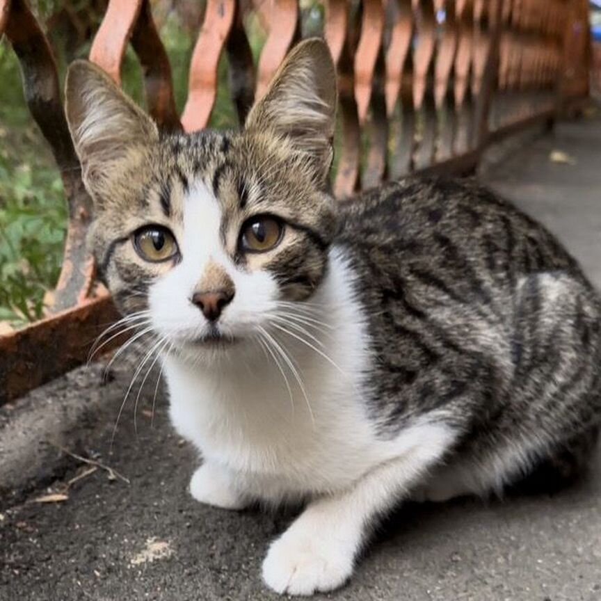 Шурик 6 мес, котенок из приюта, бесплатно, в дар