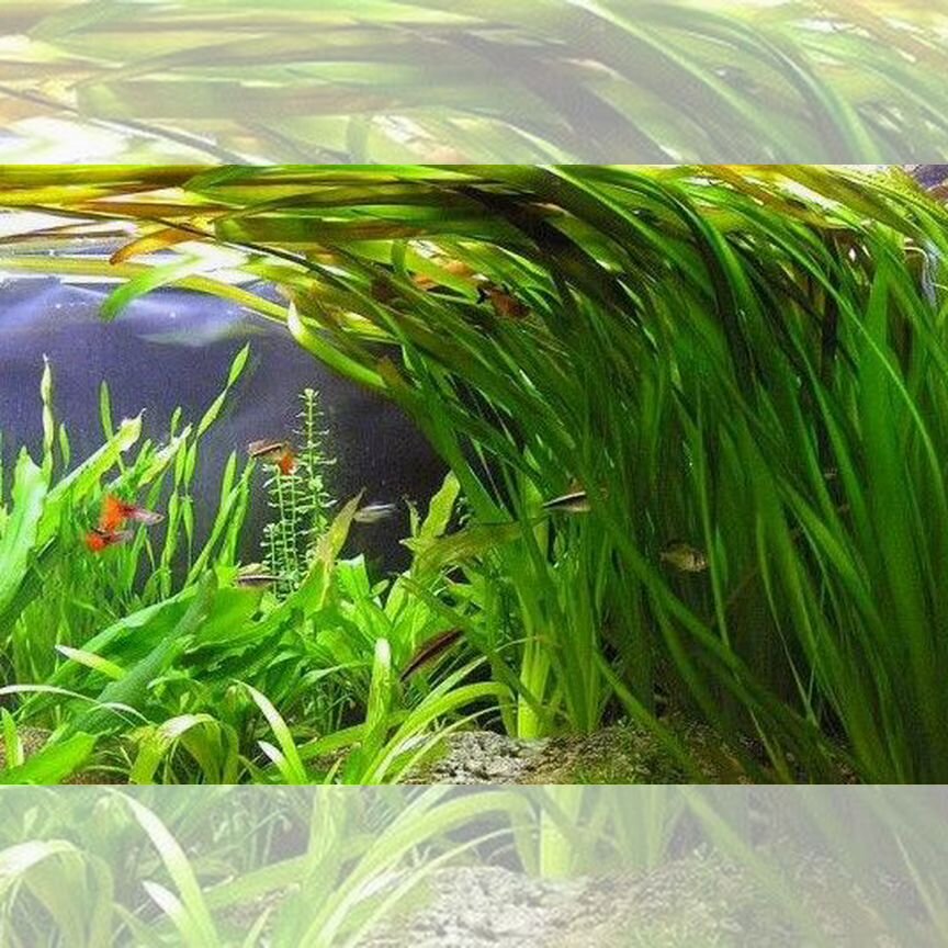 Валлиснерия гигантская и лимонник