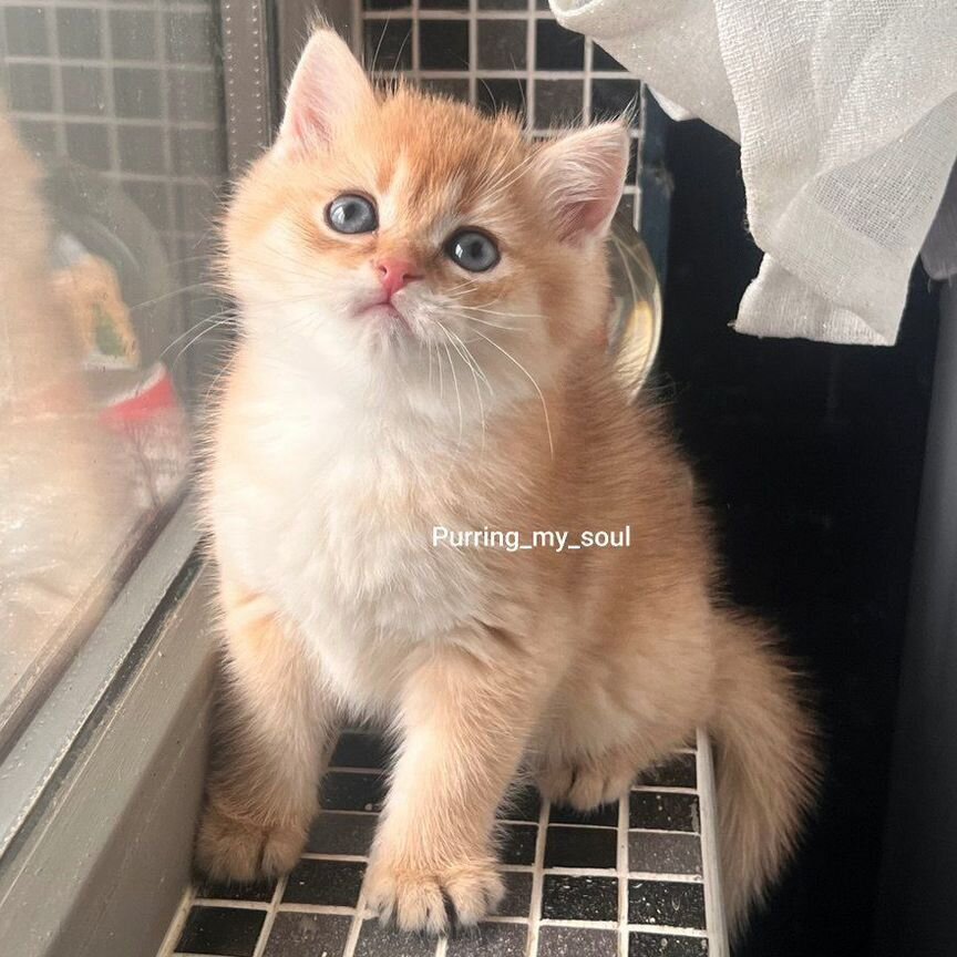 Британский короткошёрстный котёнок