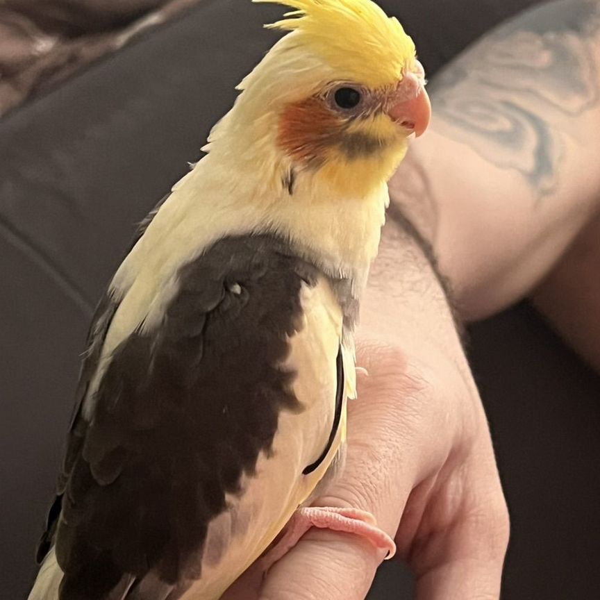 Попугай корелла птенец