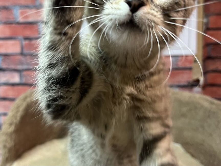 Котенок девочка Мия 3 мес