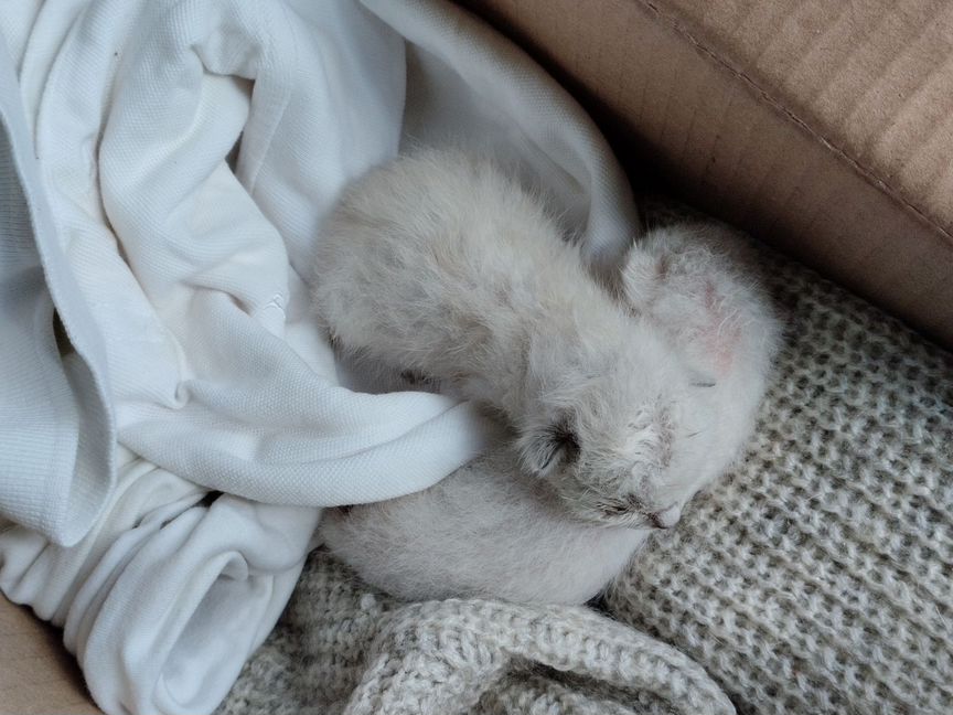 Нужна помощь кошка кормилица