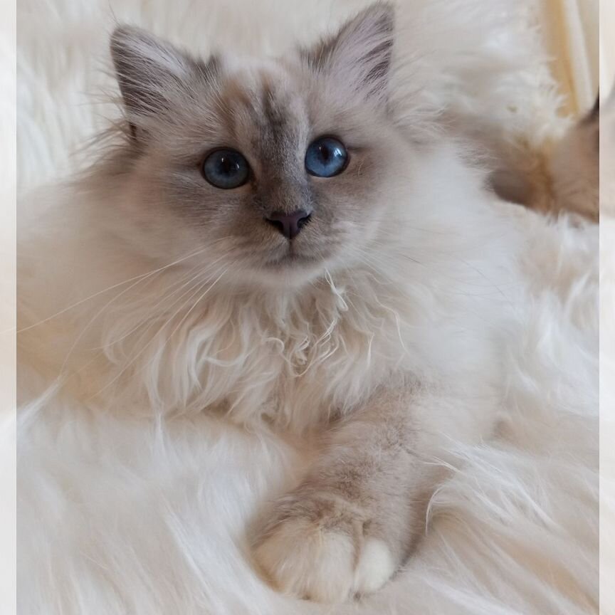 Бирманская кошка, взрослая