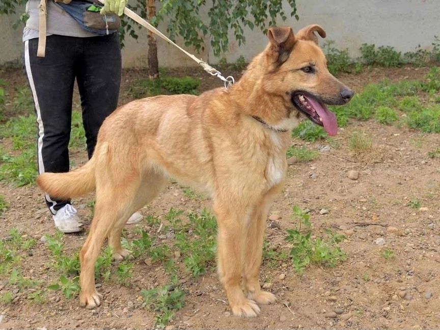 Как бельгийская овчарка. Немножко похожа