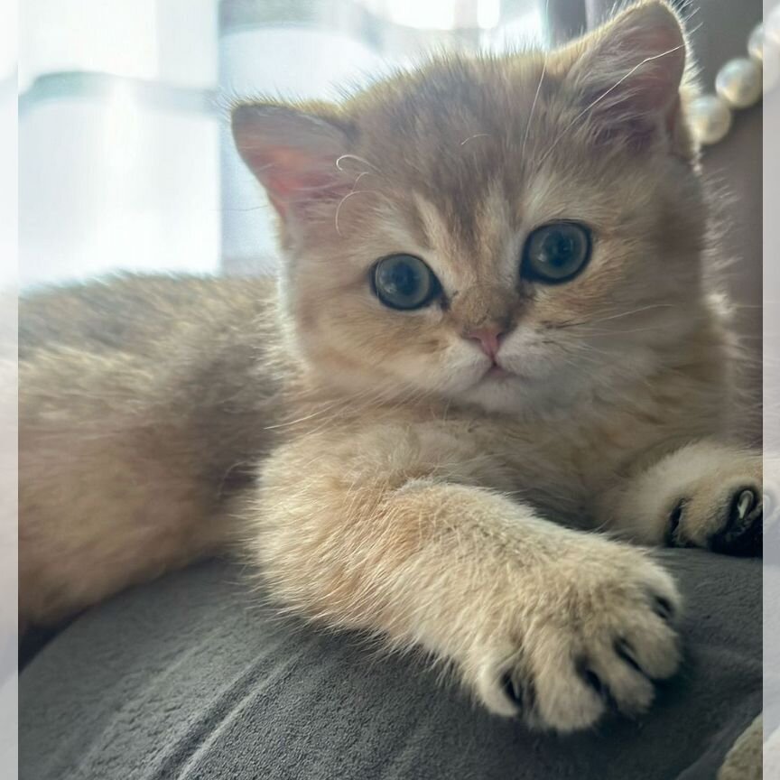 Британские котята золотая шиншилла