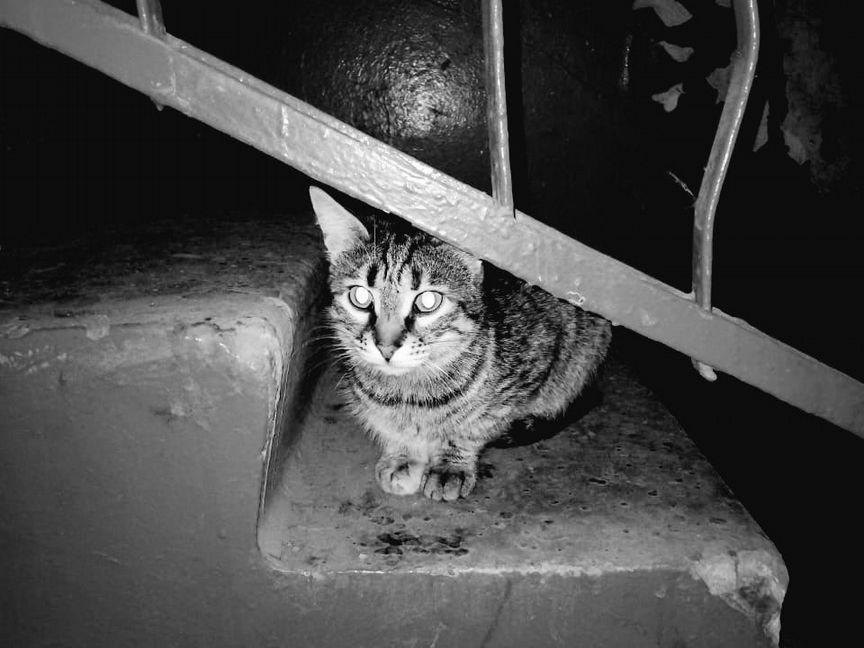 Маленькой кошечке нужен дом