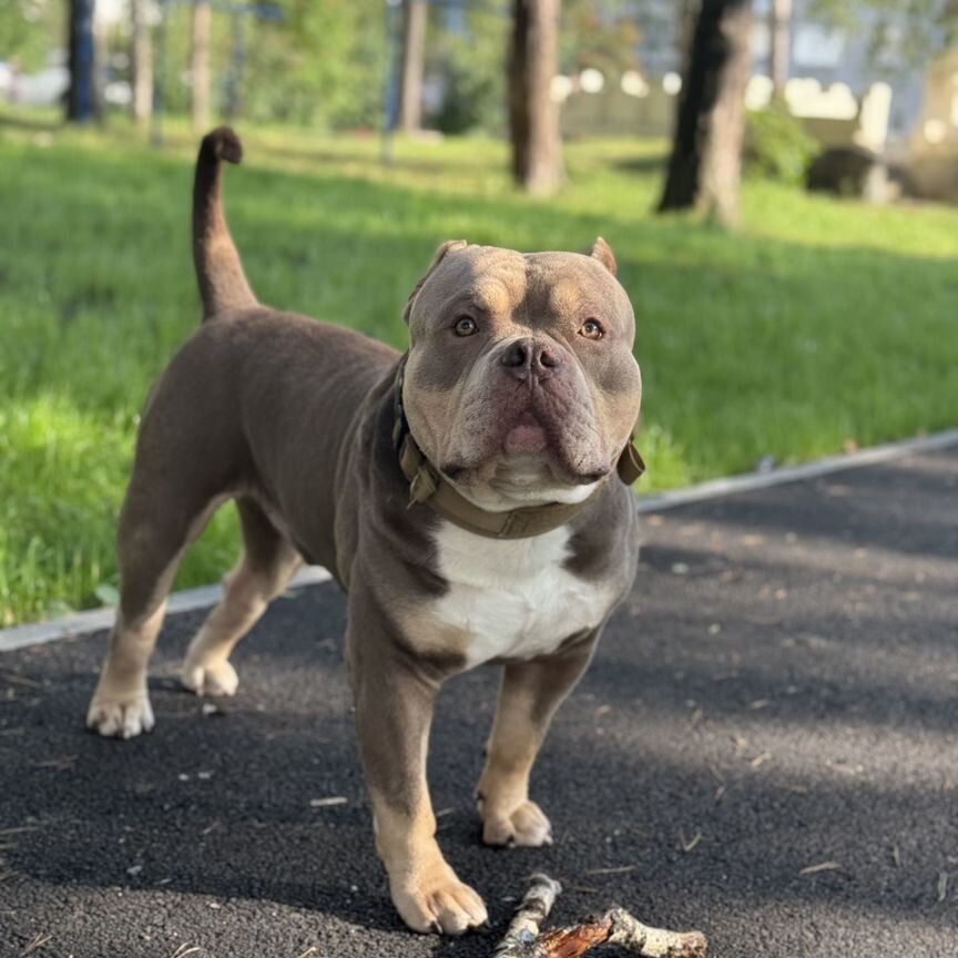 Американский булли, взрослый пёс