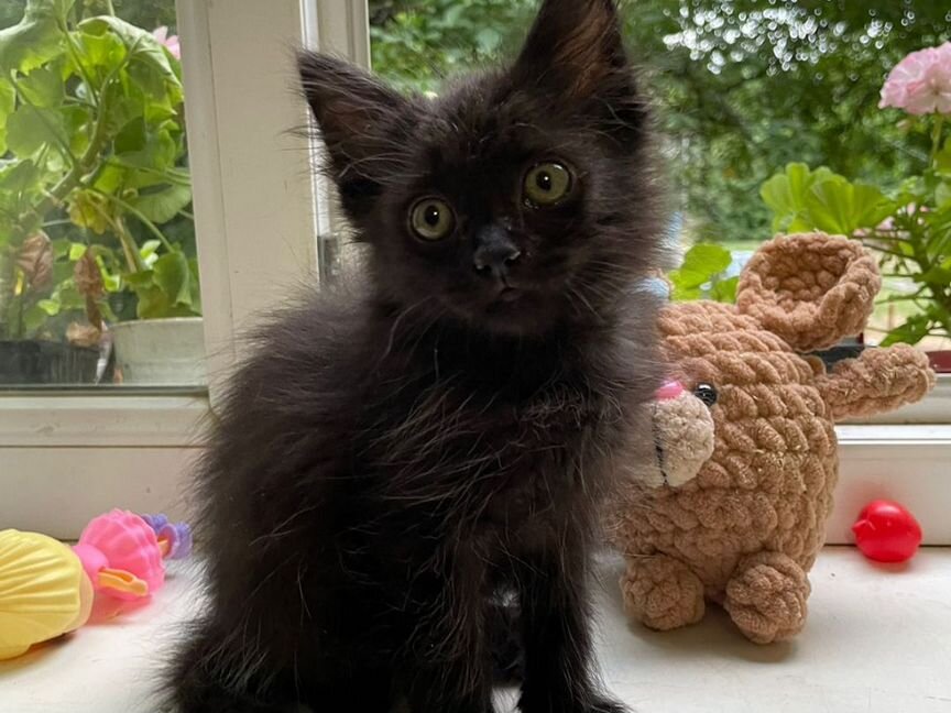 Котенок в добрые руки