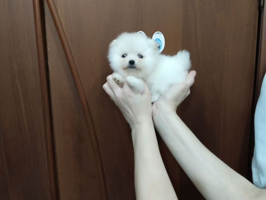 Питомник Плюшка Пом предлагает