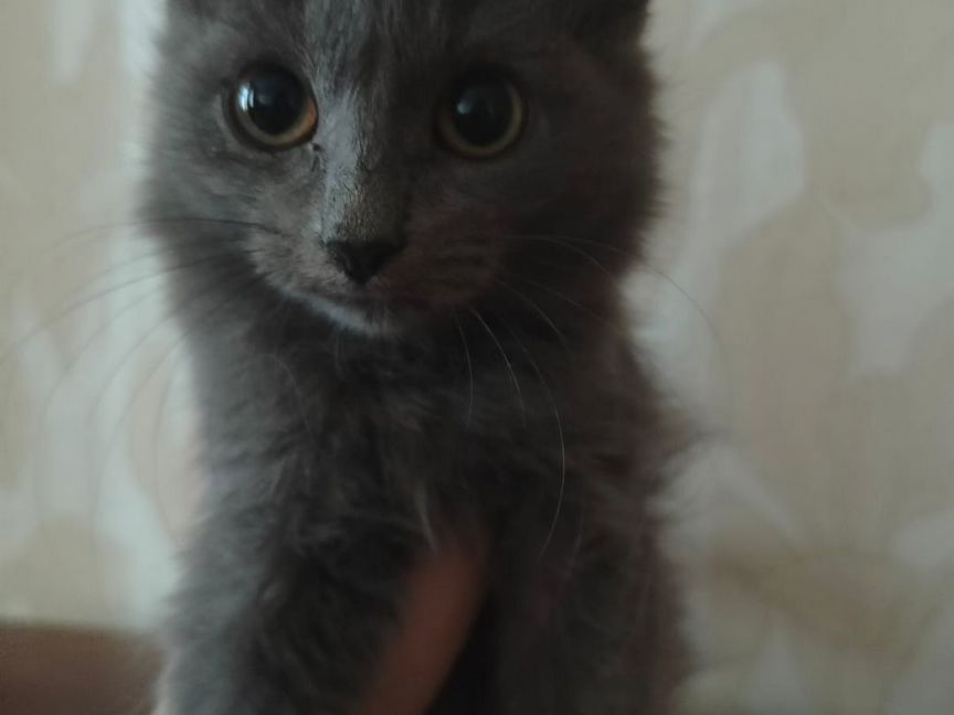 Котёнок серый 5 месяцев