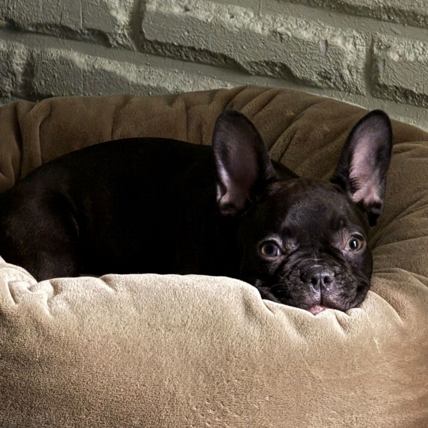 Французский бульдог, щенок