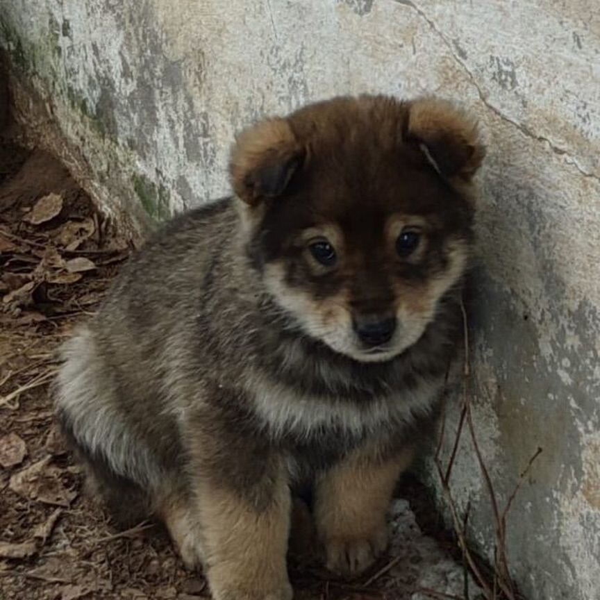 Щенки