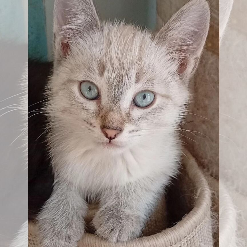 Котёнок в добрые руки