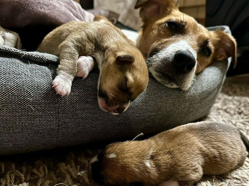 Щенки Джек Рассел терьер