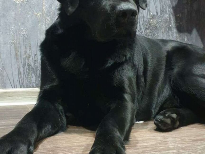 Кобель лабрадора вязка