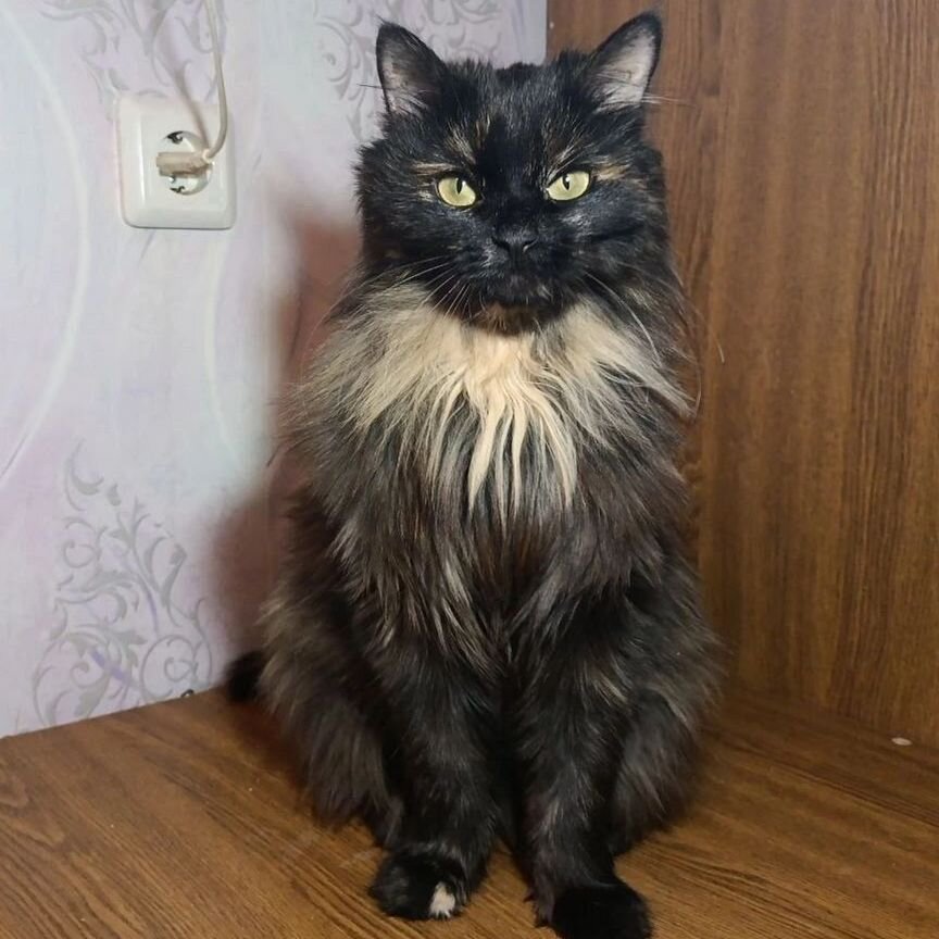 Кошечка в добрые руки, Шелли