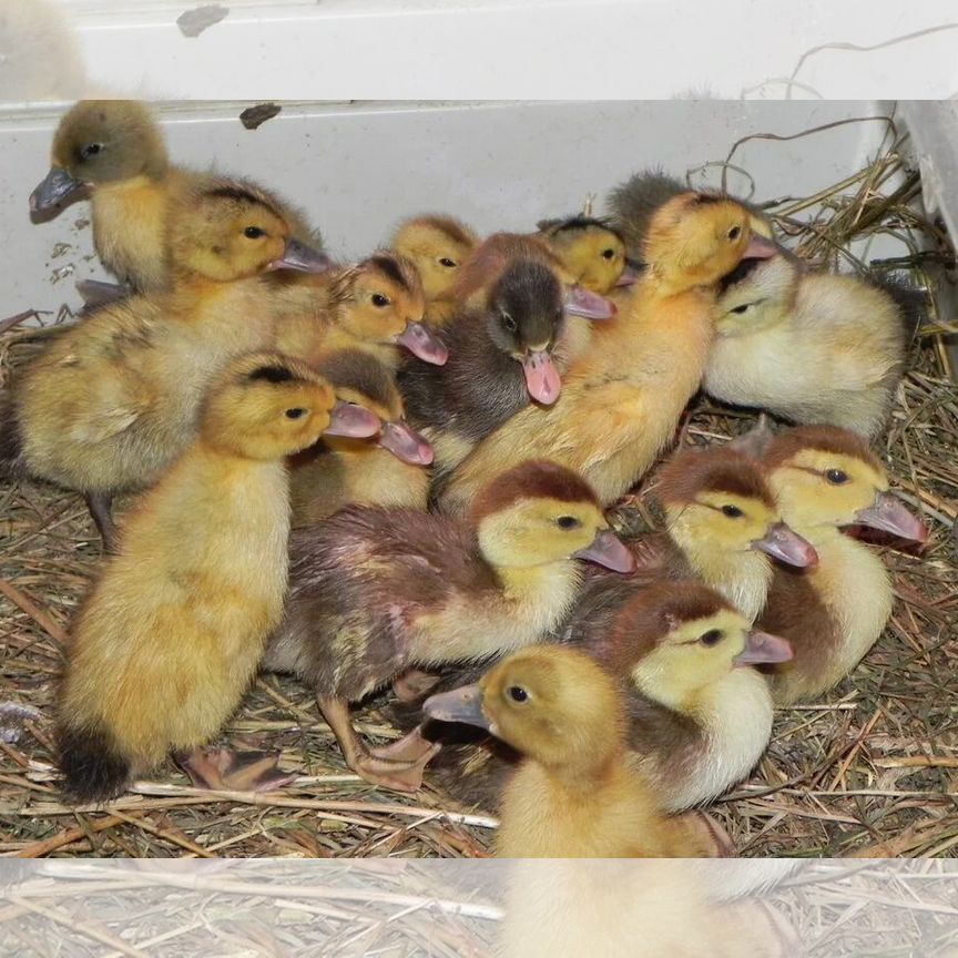 Мускусные утята