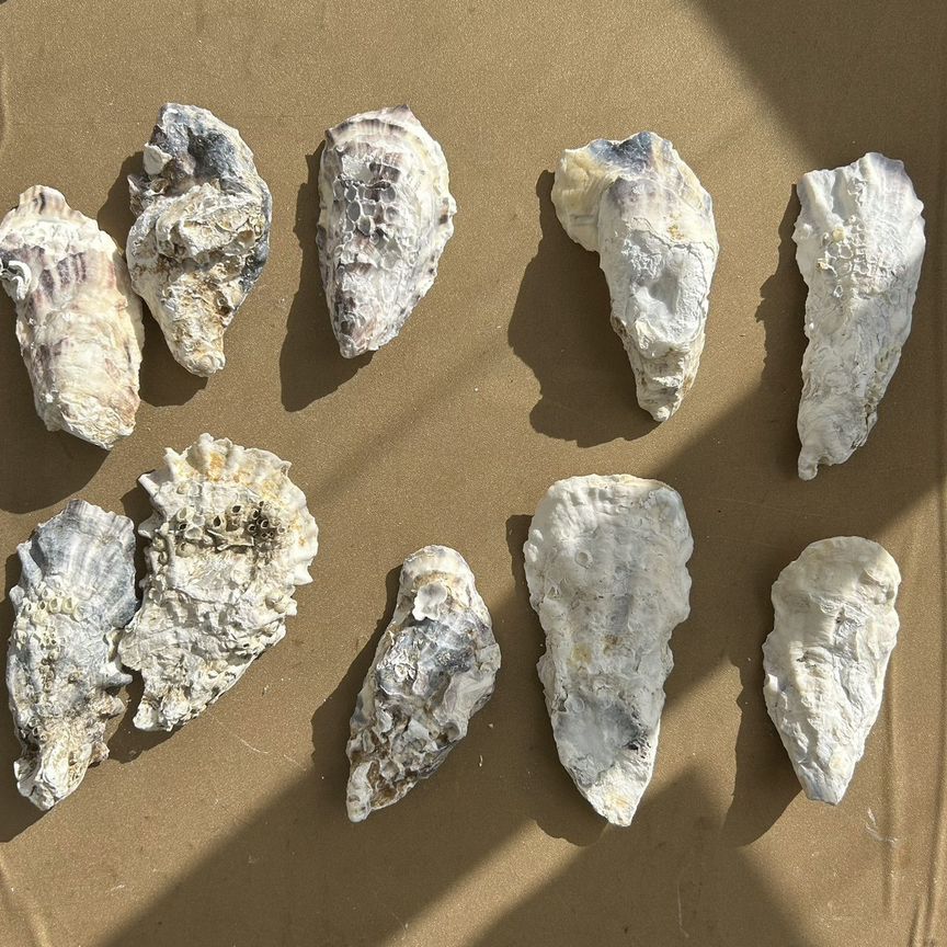 Ракушки устриц