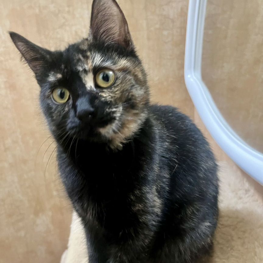 Котенок девочка восхитительная