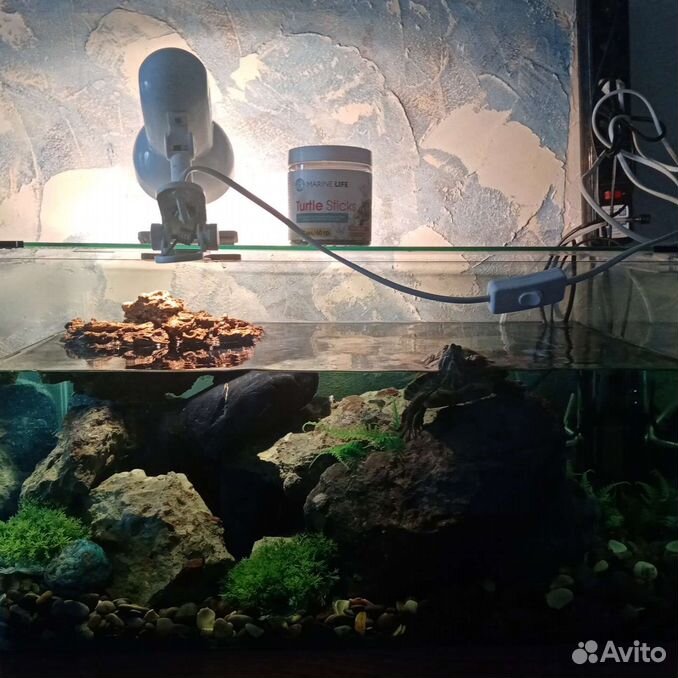 Красноухая черепаха с аквариумом