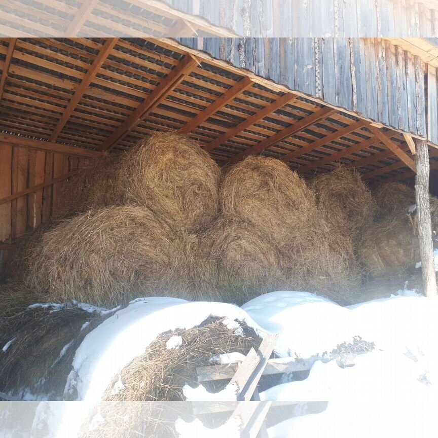 Сено в рулонах