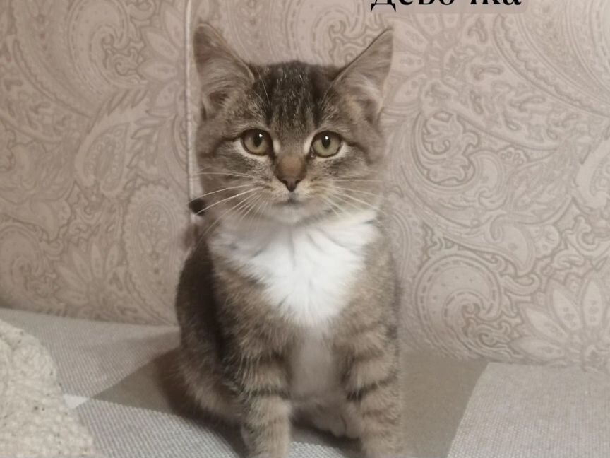 Котята из садов