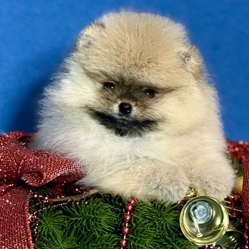 Померанский шпиц, щенок