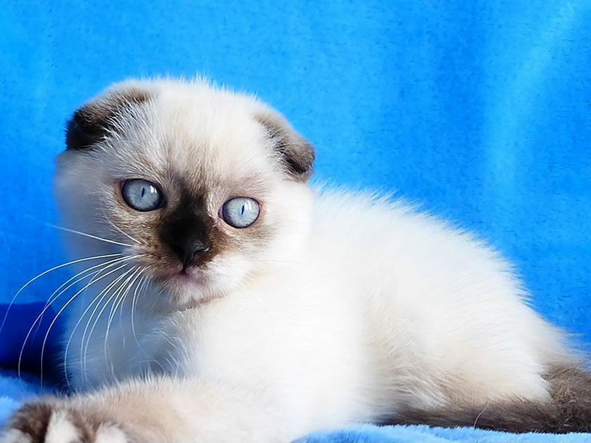 Котята вислоухие