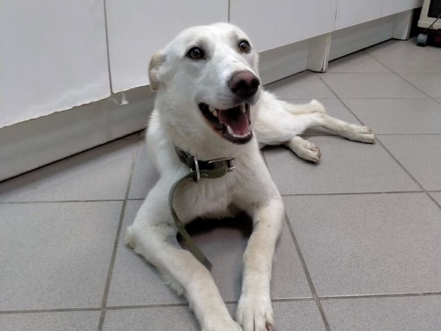 Умка ищет своего человека