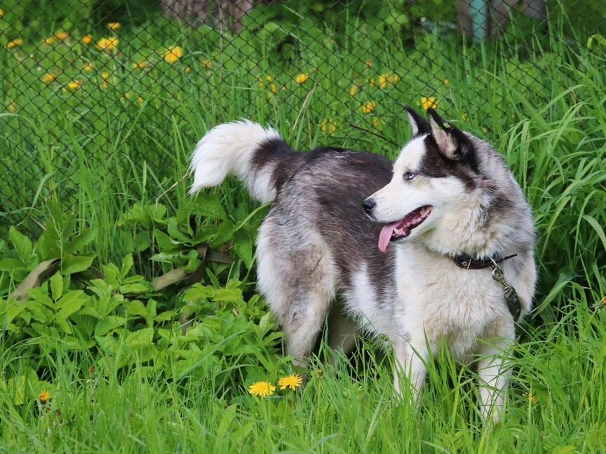 Хаски метис в добрые руки