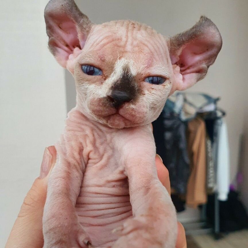 Канадский сфинкс,эльф,котята,доставка