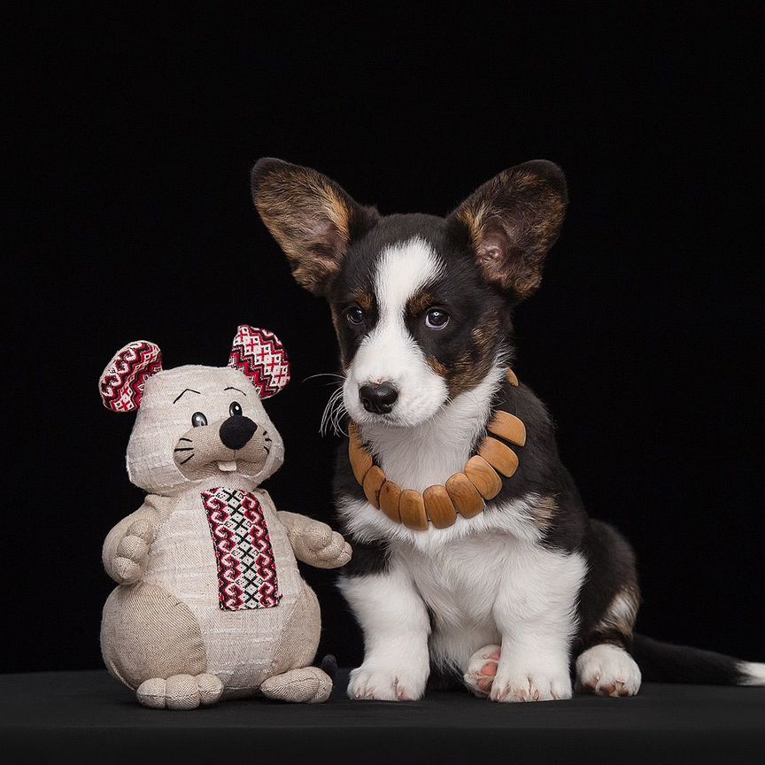 Щенки вельш-корги кардиган