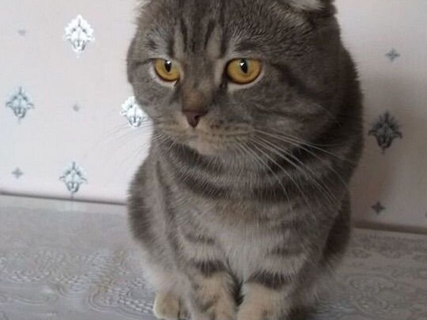Кот для случки вислоухий