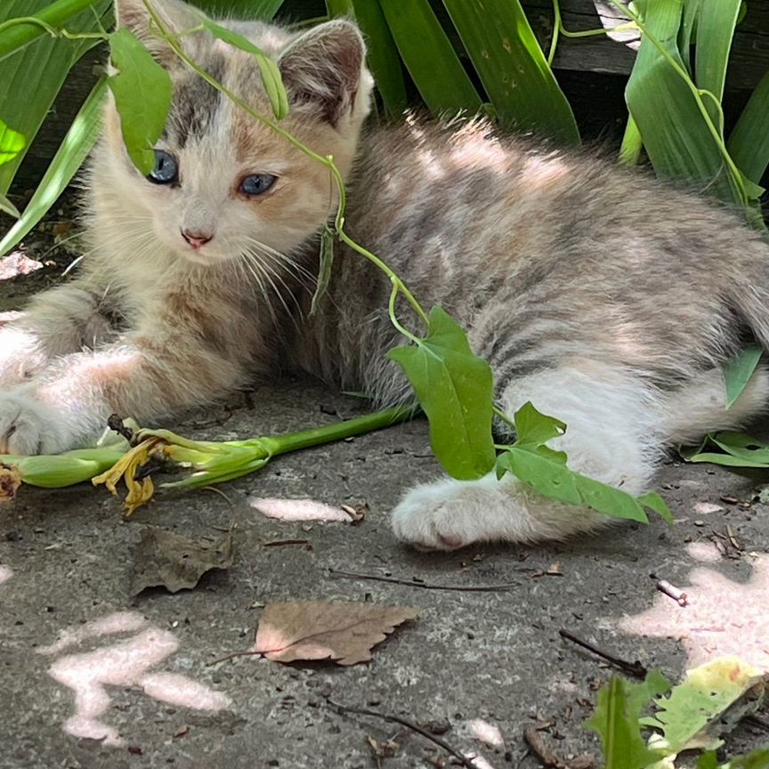 Котёнок в добрые руки